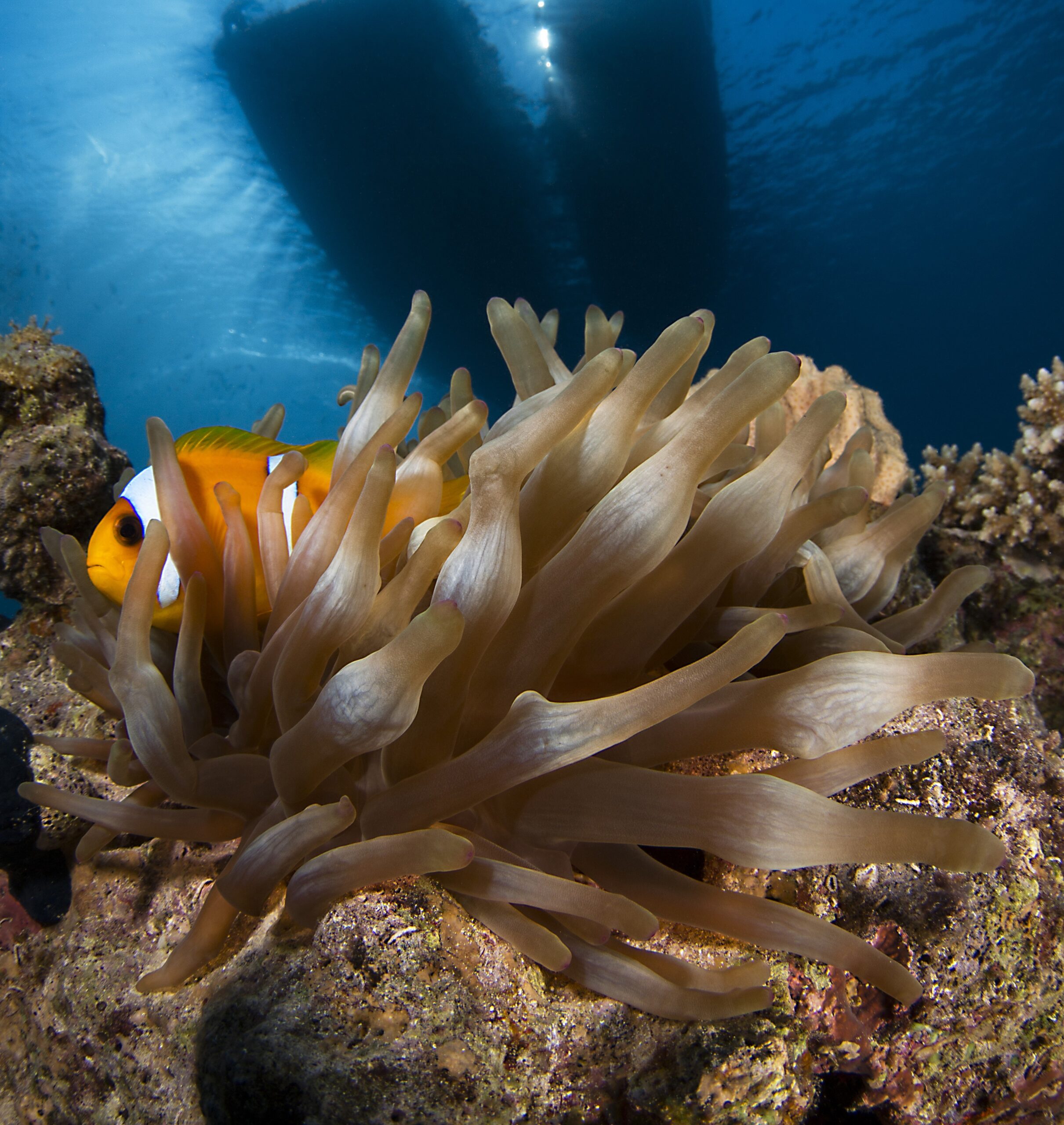 Pyxus Decision Tools Cba Mca And Other Methodologies